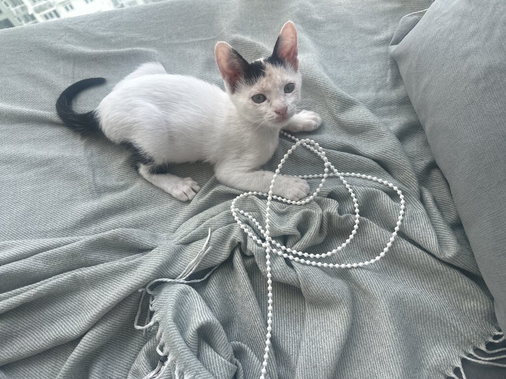 Adopt Orange and blacky the Mixed breed - Adoption Form | FurHomePH